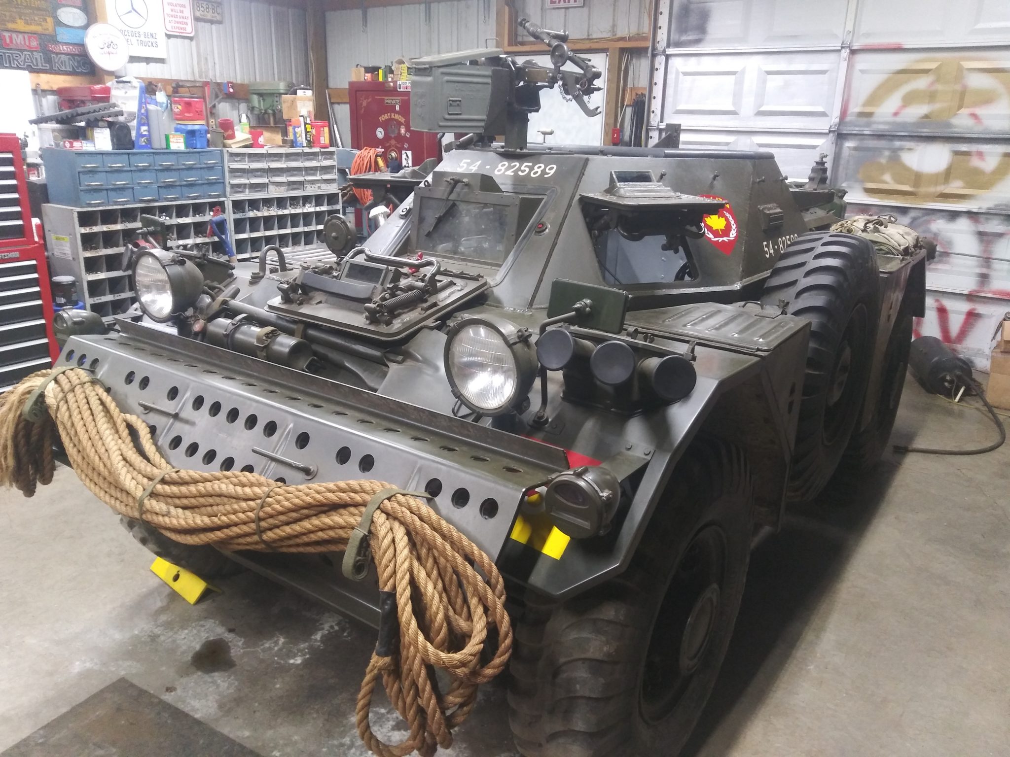 Ferret | The African Queen Project